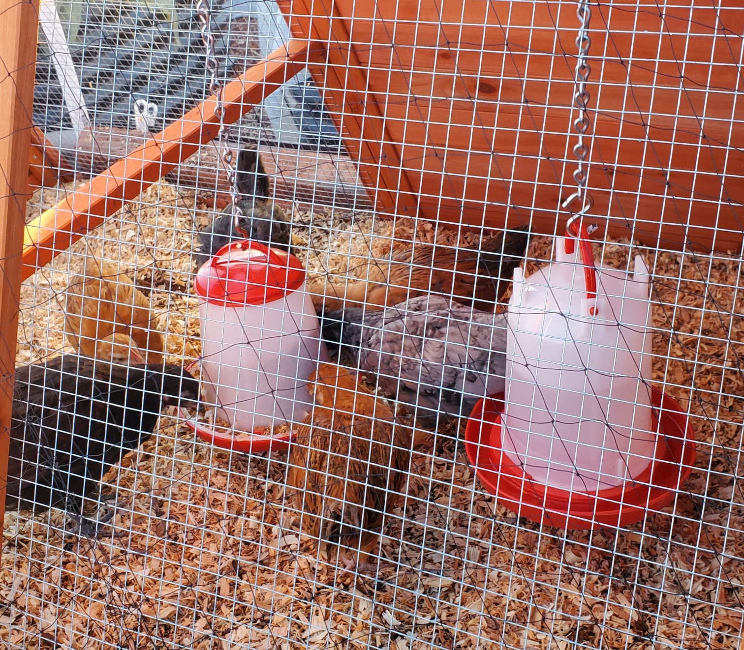 How to choose Equipments for your First Chickens? - phoenix