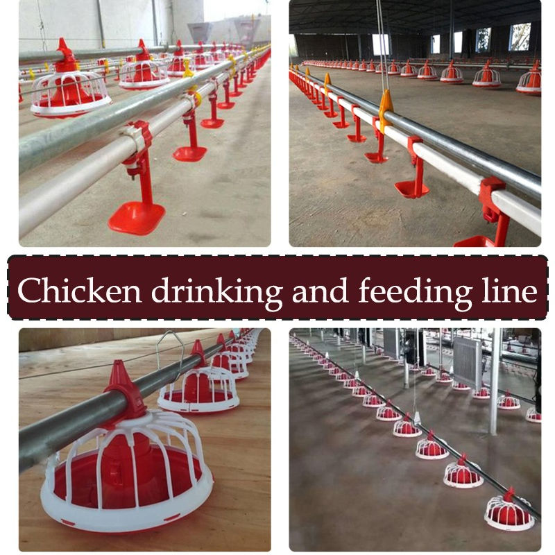Automatic Chicken Breeding Equipment - Buy automatic chicken feeding ...
