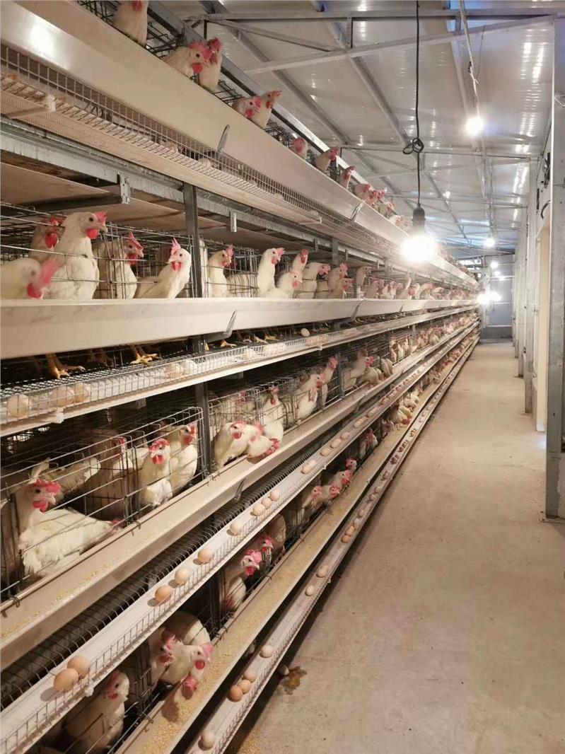 h type chicken cage news - phoenix