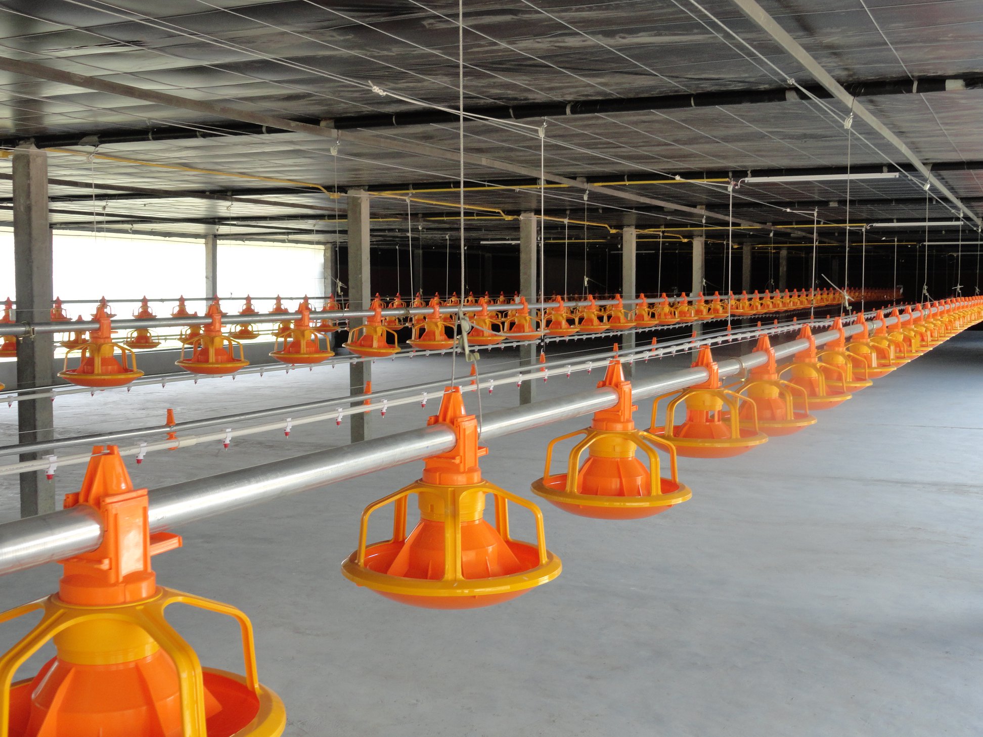 How to prevent diseases when raising chickens - phoenix